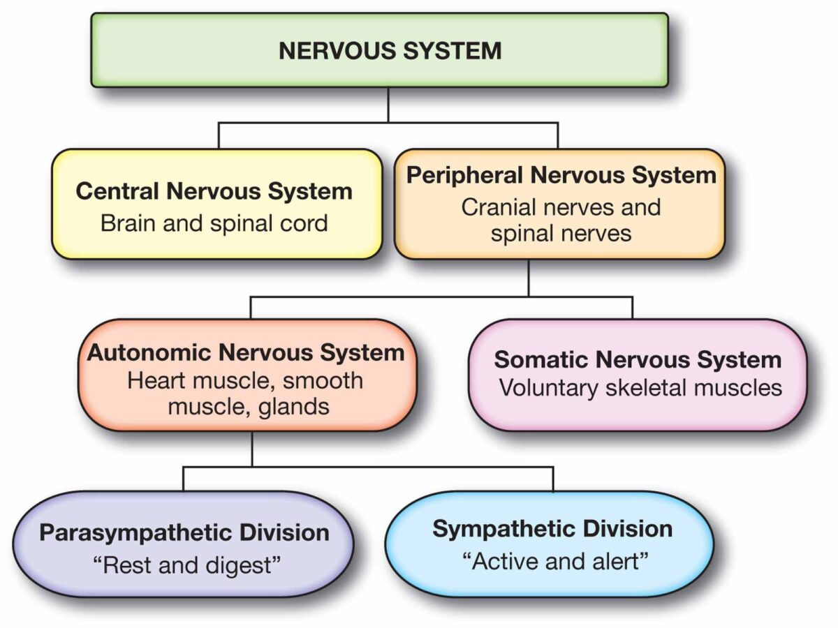 How Your Nervous System Shapes Performance, Recovery & Stress — Train ...